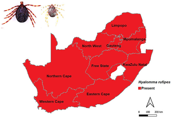 Tick Diversity and Distribution of Hard (Ixodidae) Cattle Ticks in ...