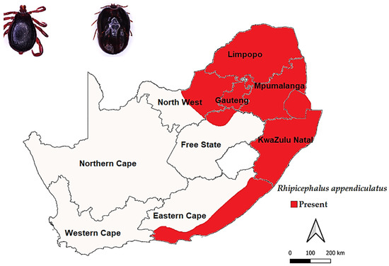 Tick Diversity and Distribution of Hard (Ixodidae) Cattle Ticks in ...