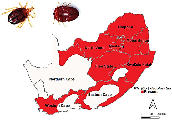 Microbiology Research | Free Full-Text | Tick Diversity and ...