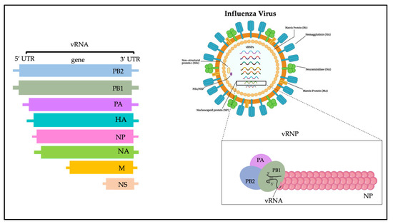 Microbiology Research | Free Full-Text | Avian Influenza: Could the H5N1 Virus Be a Potential ...