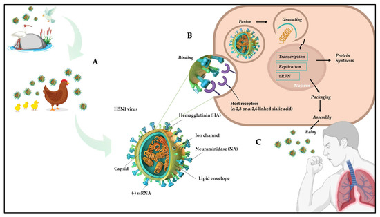 Microbiology Research | Free Full-Text | Avian Influenza: Could the H5N1 Virus Be a Potential ...