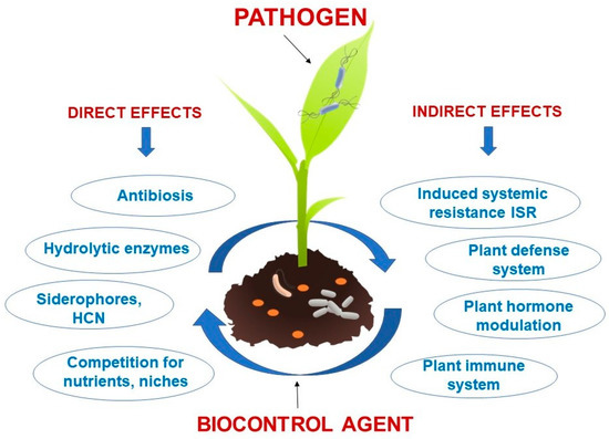 Microbiology Research Free Full Text Bacterial Bioprotectants