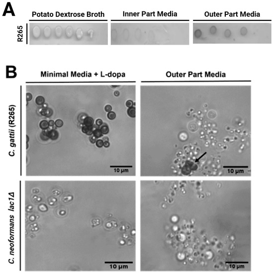 Cryptococcus gattii Can Use the Cactus Pilosocereus spp. to Grow and ...