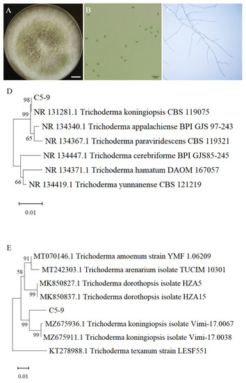 Transcriptome Analysis Deciphers Trichoderma koningiopsis C5-9 Strategies against Plant Pathogen ...