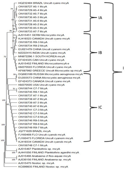 Microcystin Concentrations and Detection of the mcyA Gene in Water ...