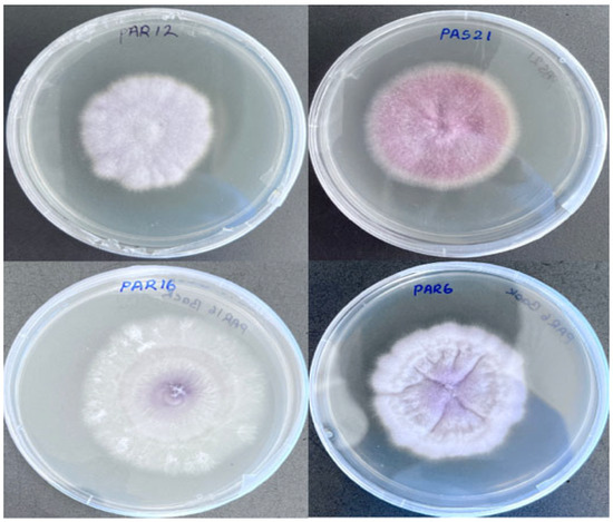 Isolation and Characterization of Fungal Endophytes from Petiveria ...