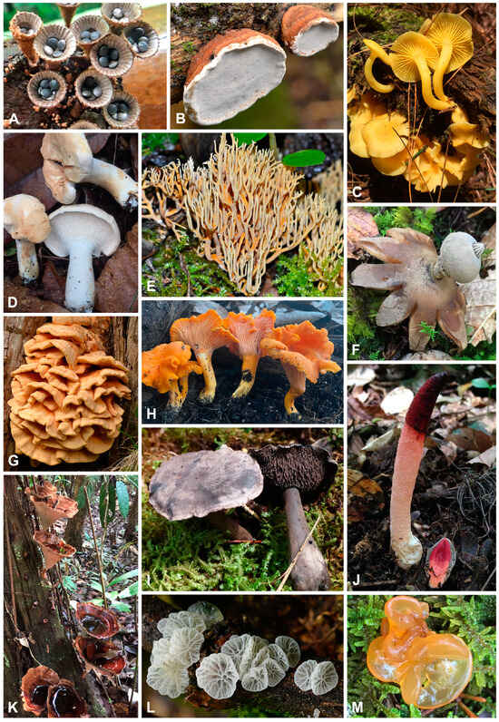 Microbiology Research | Free Full-Text | Colombian Fungal Diversity ...