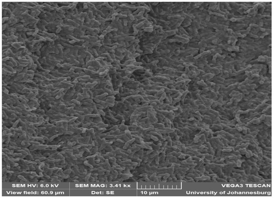 Genome Sequence and Characterisation of Peribacillus sp. Strain AS_2, a ...
