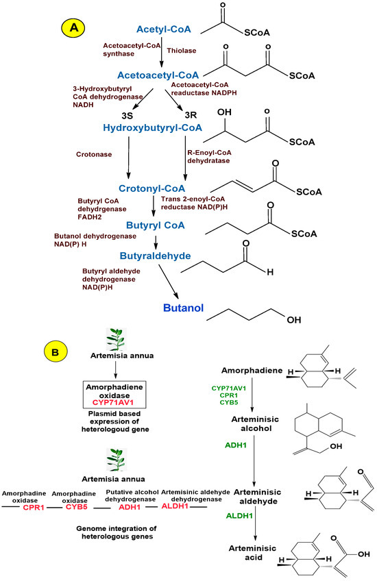 Microbial Cell Factories: Biodiversity, Pathway Construction ...