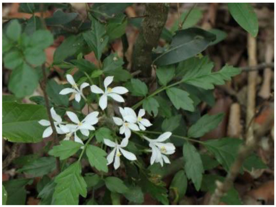 Medicinal Plants Used in Sri Lankan Traditional Medicine for Dengue Fever