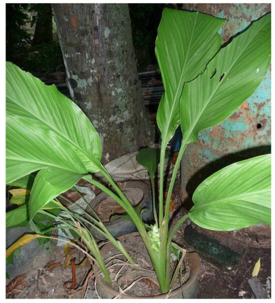 Medicinal Plants Used in Sri Lankan Traditional Medicine for Dengue Fever