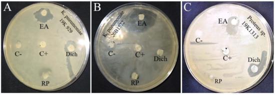 Exploring the Antimicrobial and Antioxidant Activities of Streptomyces ...