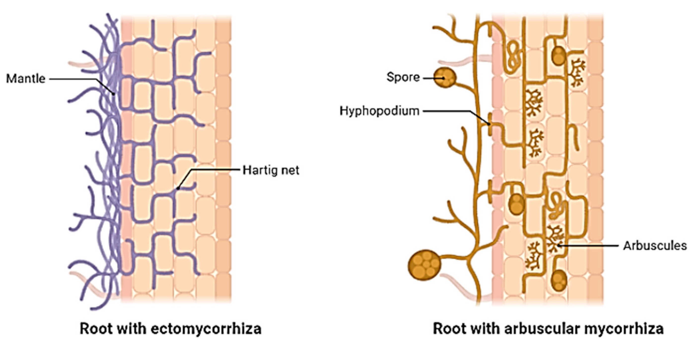 Green Microbe Profile: Rhizophagus intraradices—A Review of Benevolent ...