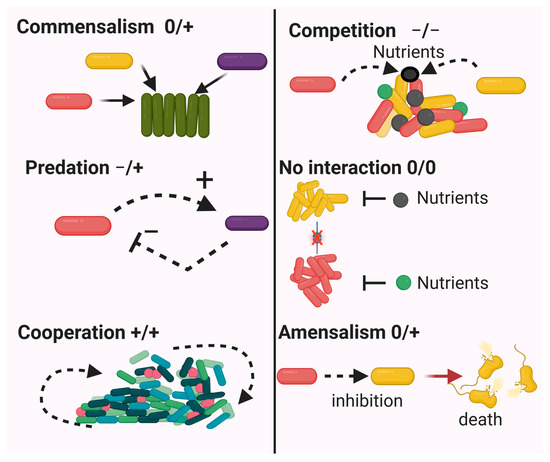 Multifaceted Applications of Synthetic Microbial Communities: Advances ...