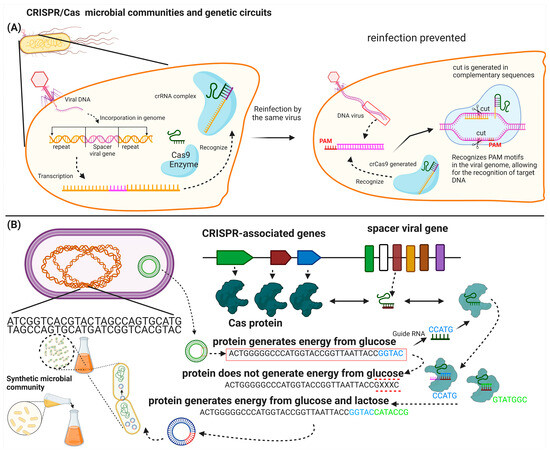 Multifaceted Applications of Synthetic Microbial Communities: Advances ...