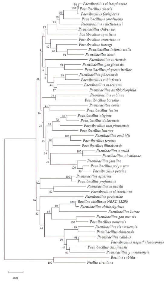 Complete Genome Sequence of the Butirosin-Producing Bacillus vitellinus ...