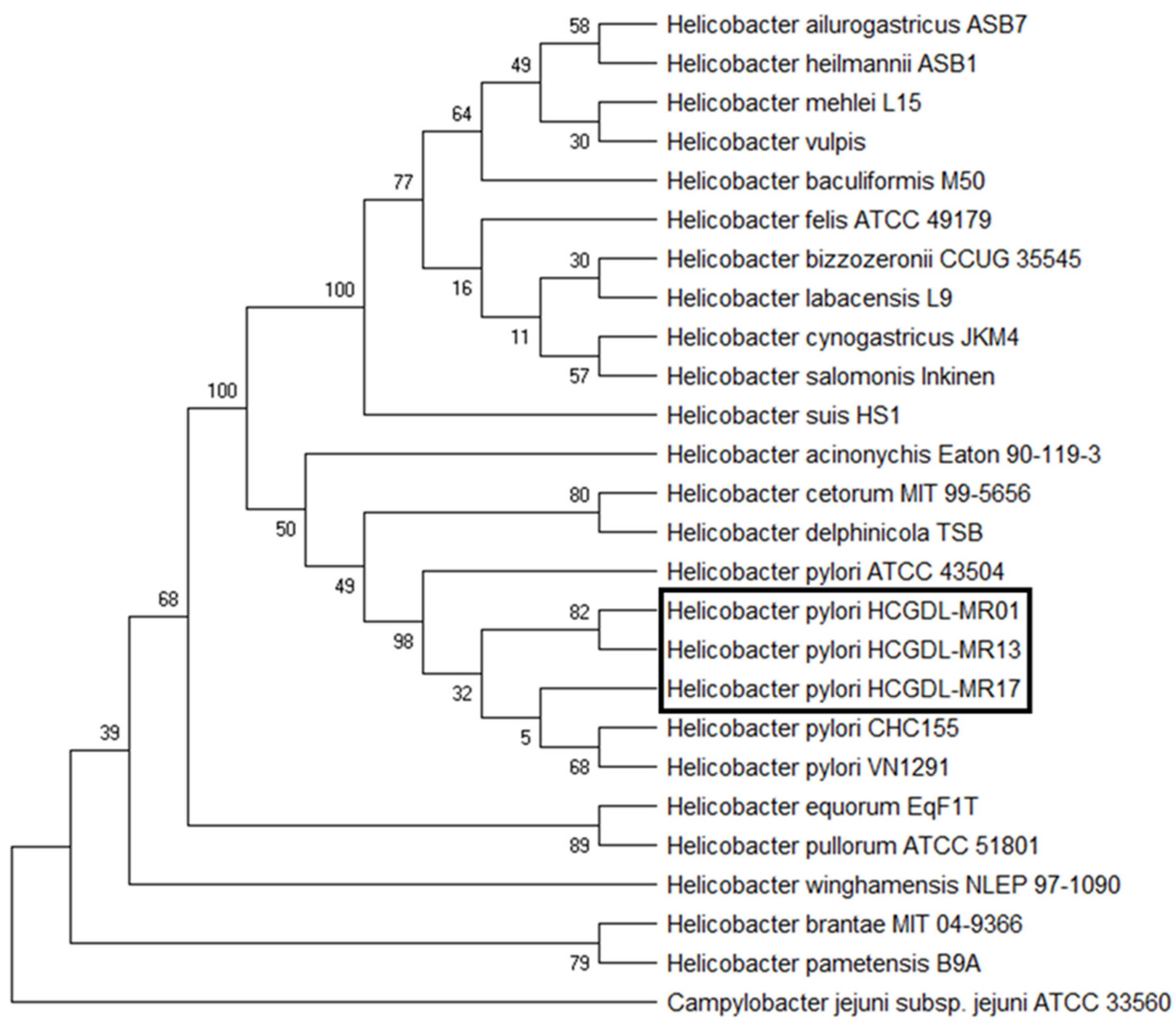Genotypes and Phylogenetic Analysis of Helicobacter pylori Clinical ...