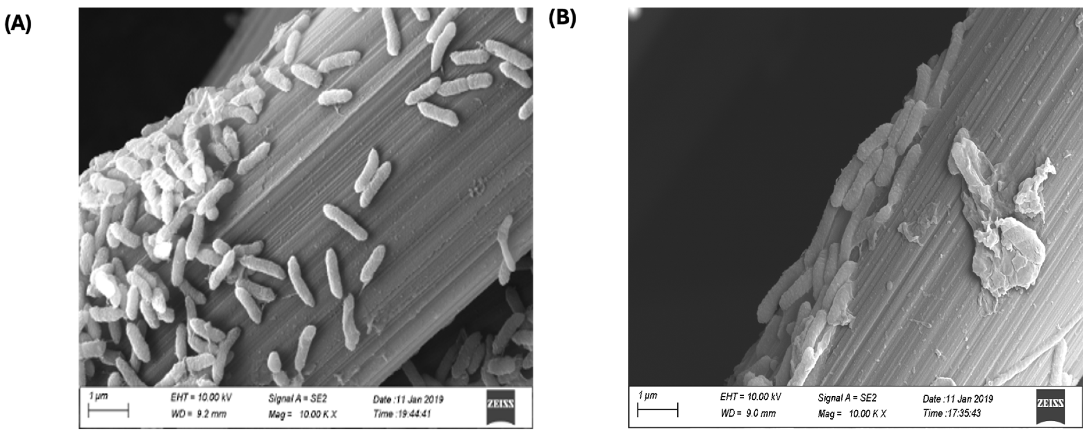 Enrichment of Geobacter on Anode Biofilms from Domestic Wastewater without Posing Anode ...