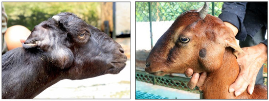 Isolation and Molecular Characterization of Corynebacterium ...