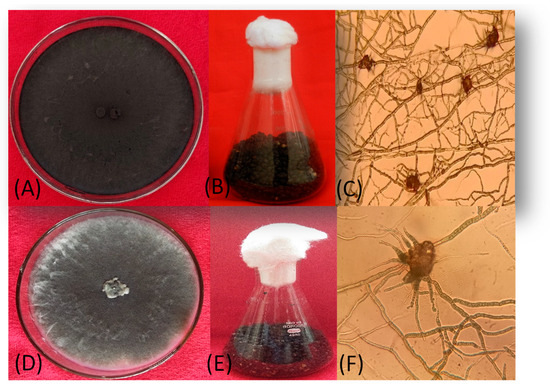 Paper Towel Method: In Vitro Inoculation Technique for Rapid and Robust ...