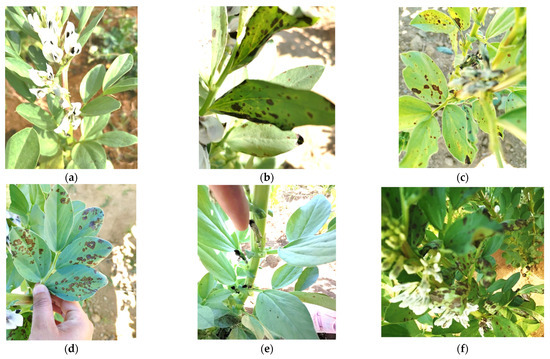 Antifungal Activity on Botrytis fabae and Response of Agronomic ...