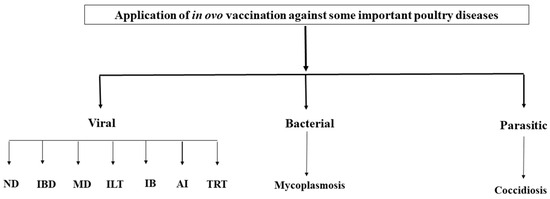In Ovo Vaccination Technology: An Alternative Approach to Post-Hatch ...