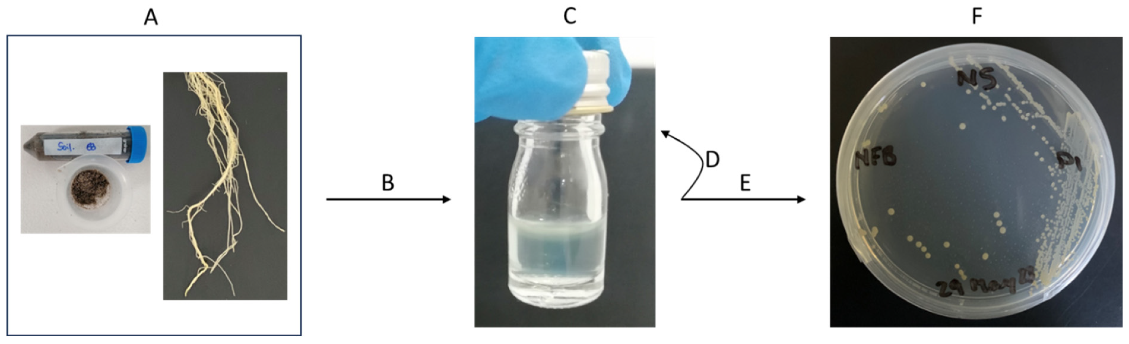 The Isolation of Free-Living Nitrogen-Fixing Bacteria and the Assessment of Their Potential to ...