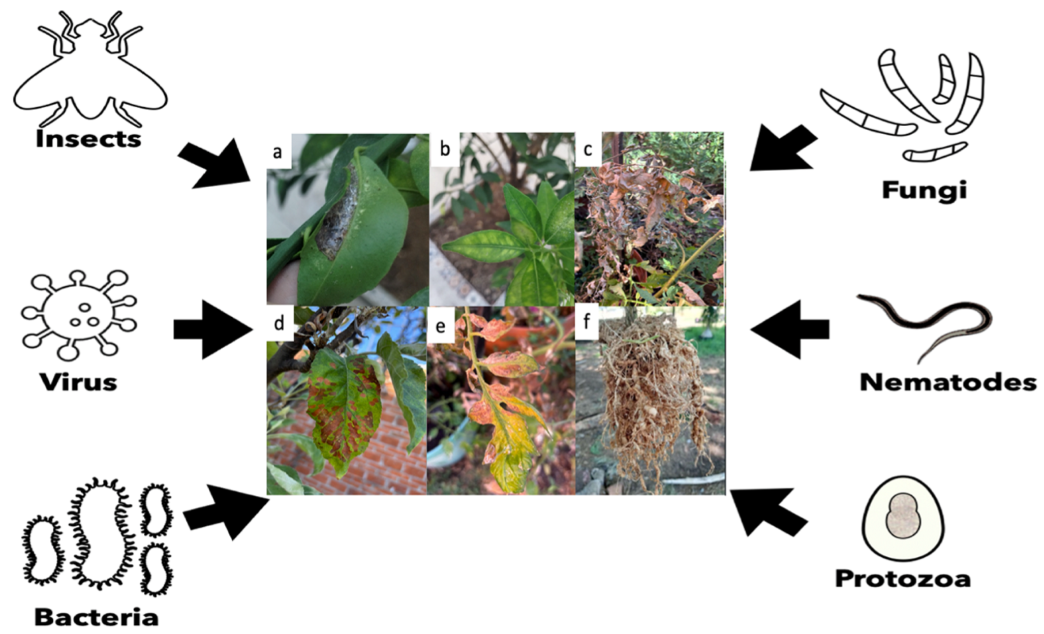 The Genus Clonostachys (Bionectria) as a Potential Tool Against ...
