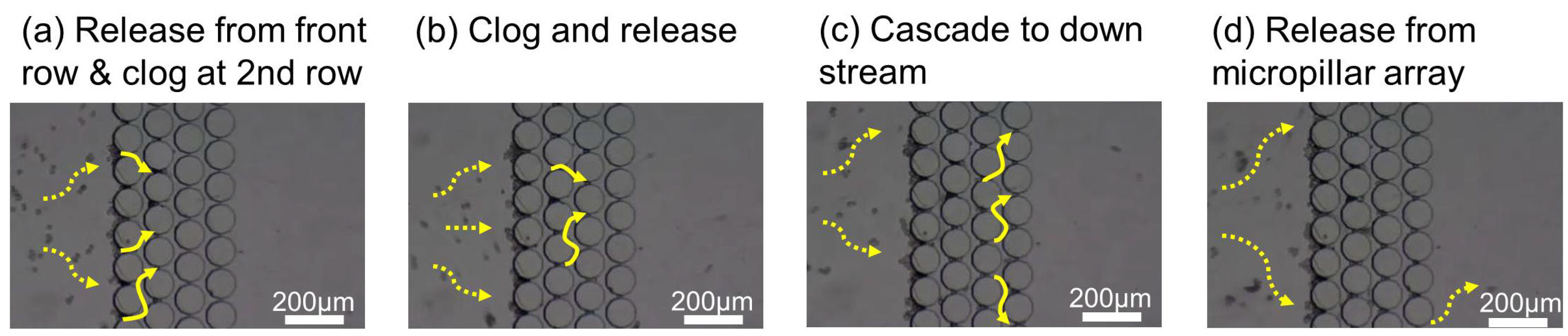 Uniform Cell Distribution Achieved by Using Cell Deformation in a ...