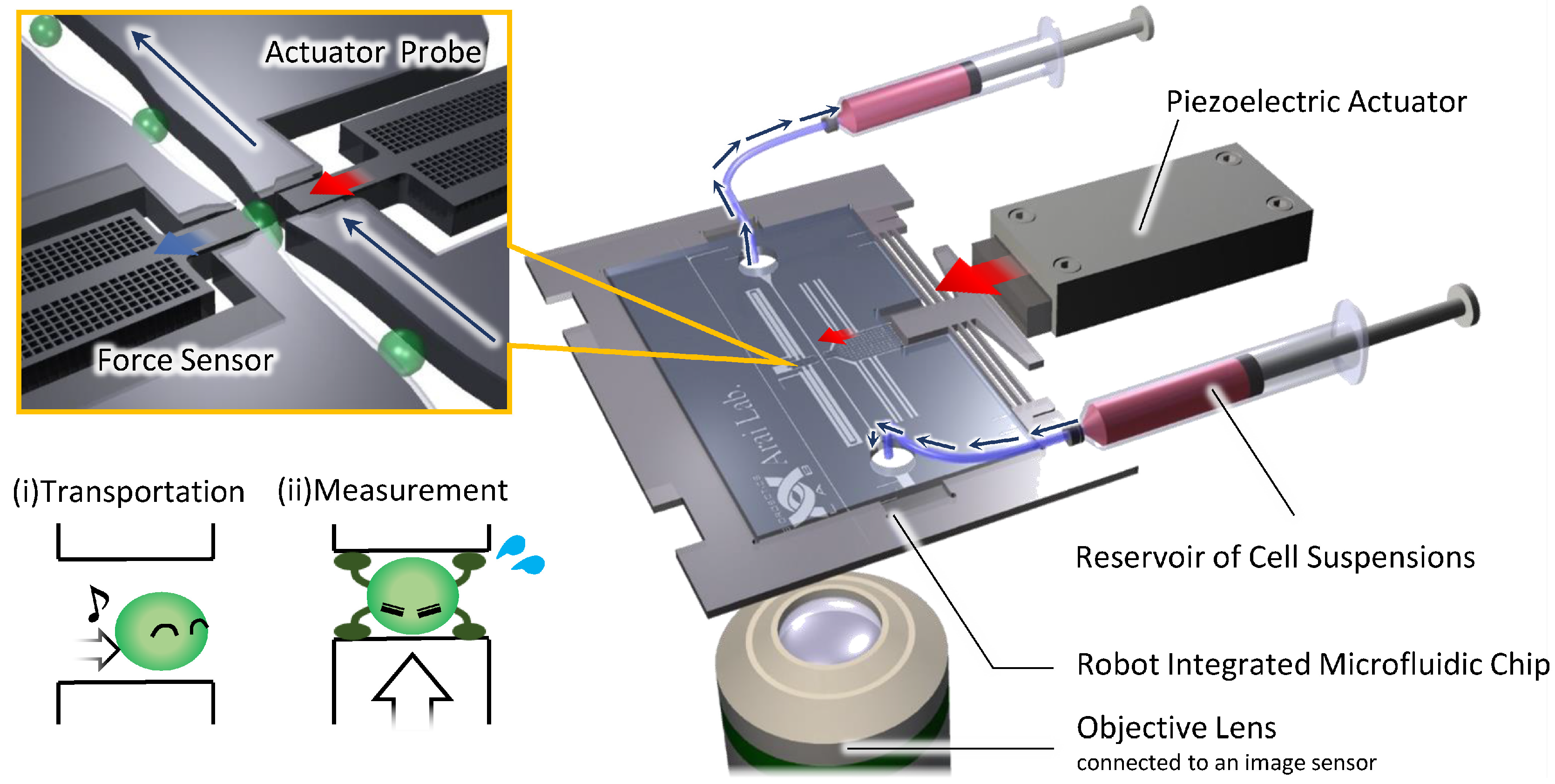 On-Chip Method to Measure Mechanical Characteristics of a Single Cell ...