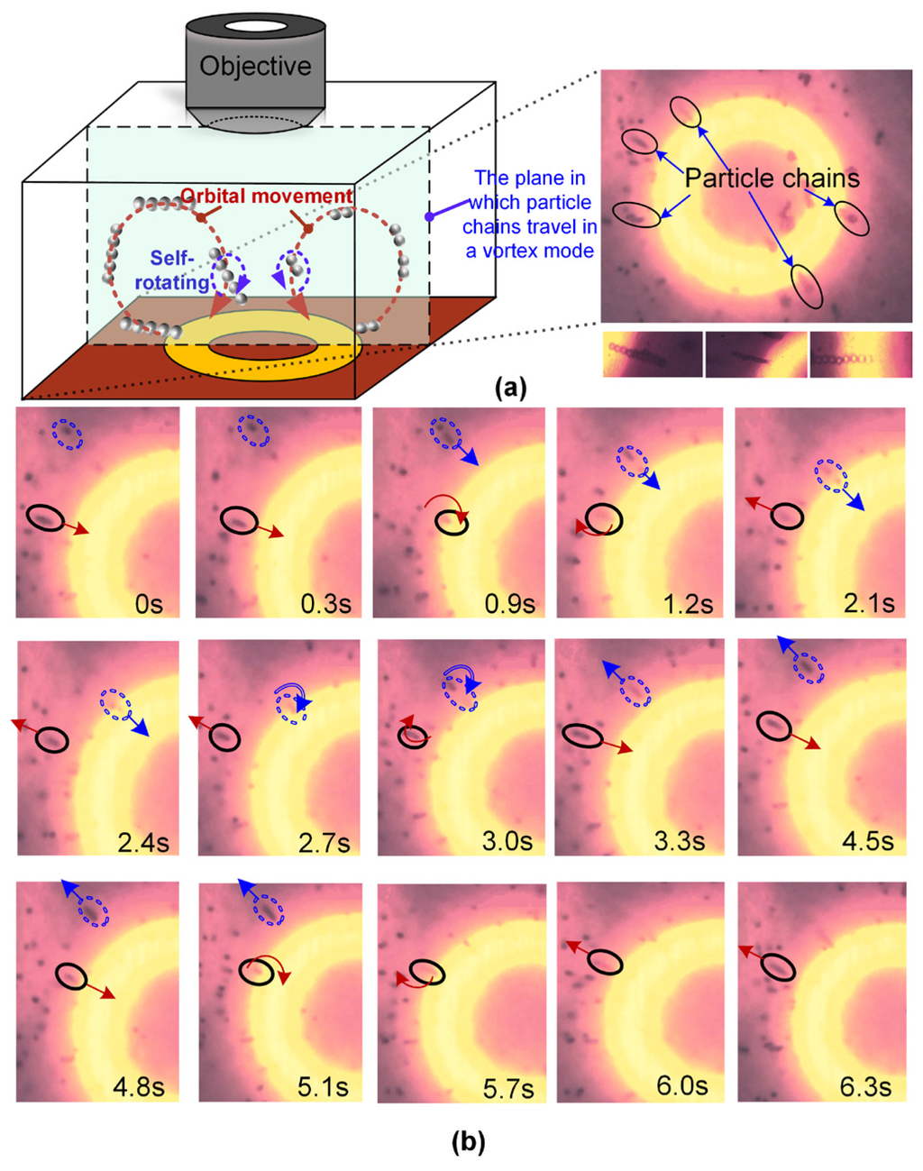 Manipulation of Self-Assembled Microparticle Chains by Electroosmotic ...
