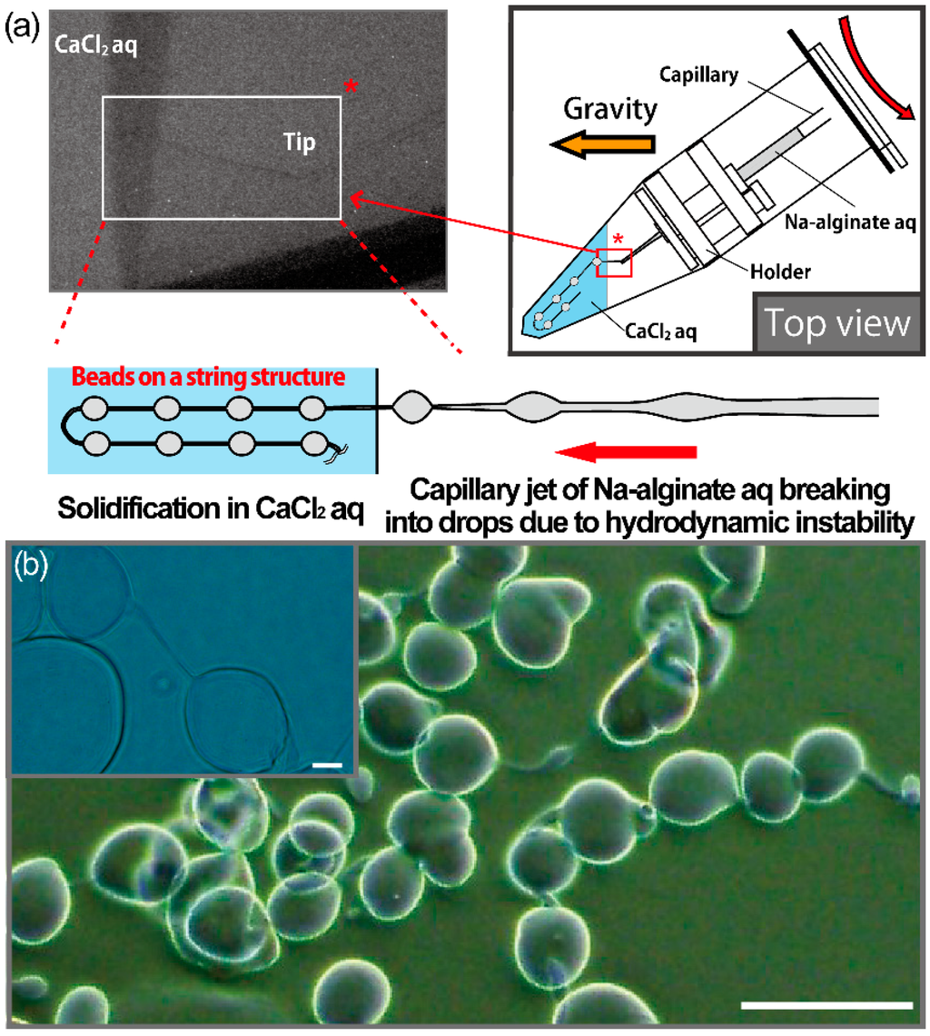 Observation and Manipulation of a Capillary Jet in a Centrifuge-Based ...