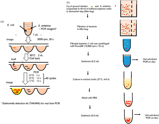Rapid Detection of Salmonella enterica in Food Using a Compact Disc ...