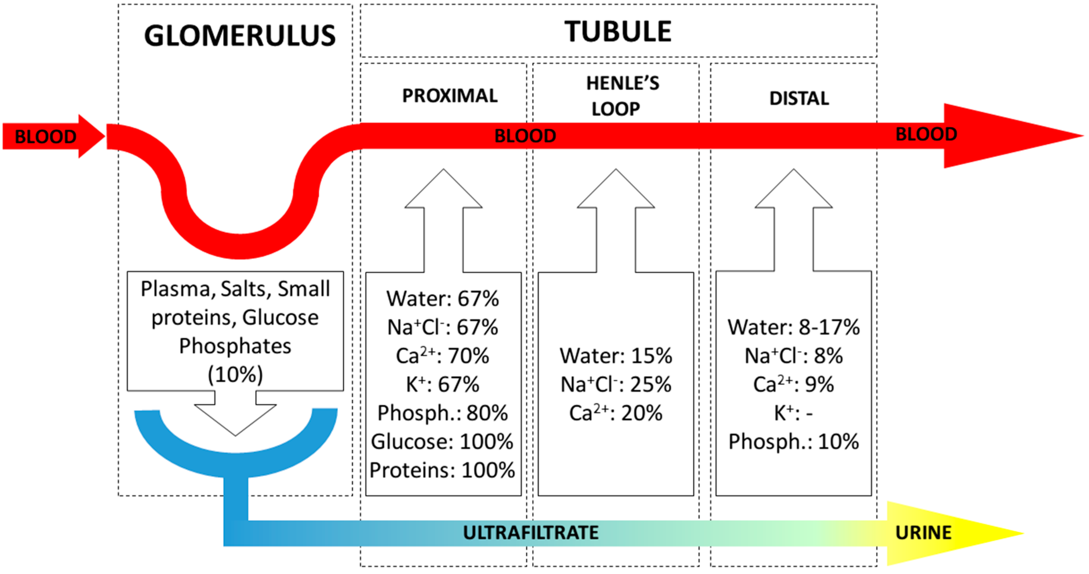 Micromachines | Free Full-Text | Mimicking the Kidney: A Key Role in ...