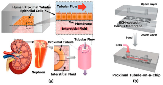 Mimicking the Kidney: A Key Role in Organ-on-Chip Development