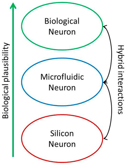 Microfluidic Neurons, a New Way in Neuromorphic Engineering?