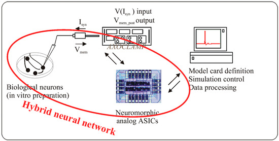 Microfluidic Neurons, a New Way in Neuromorphic Engineering?