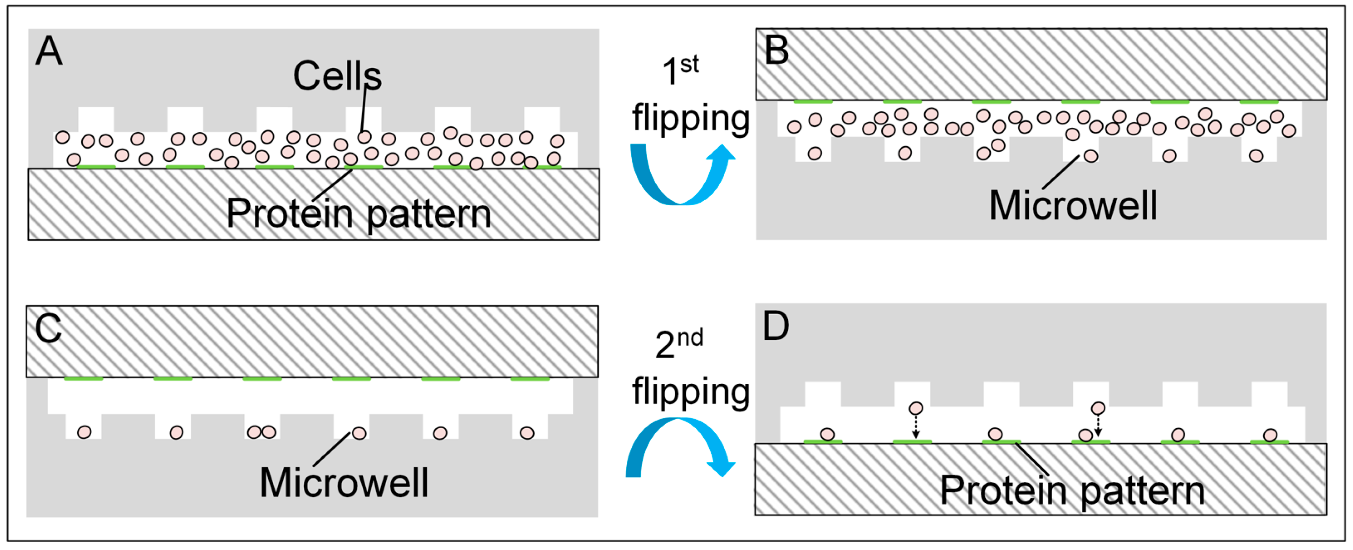 A Microfluidic Chip for Cell Patterning Utilizing Paired Microwells and ...