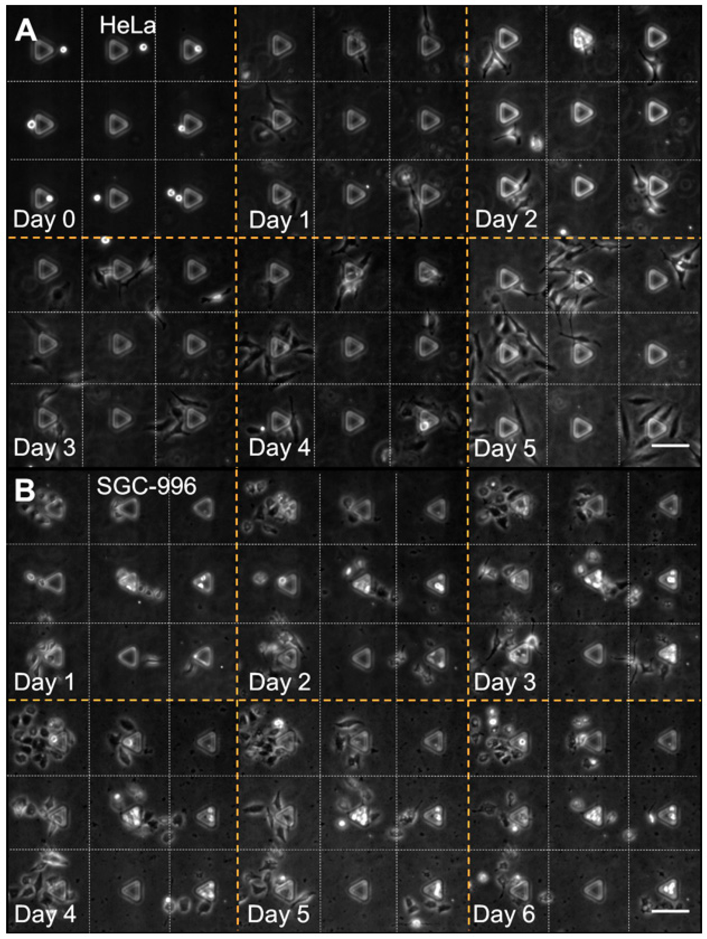 A Microfluidic Chip for Cell Patterning Utilizing Paired Microwells and ...