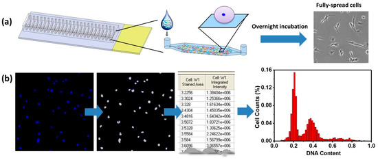 Microfluidic Cell Cycle Analysis of Spread Cells by DAPI Staining