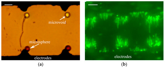 Observation Interface of PDMS Membrane in a Microfluidic Chip Based on ...