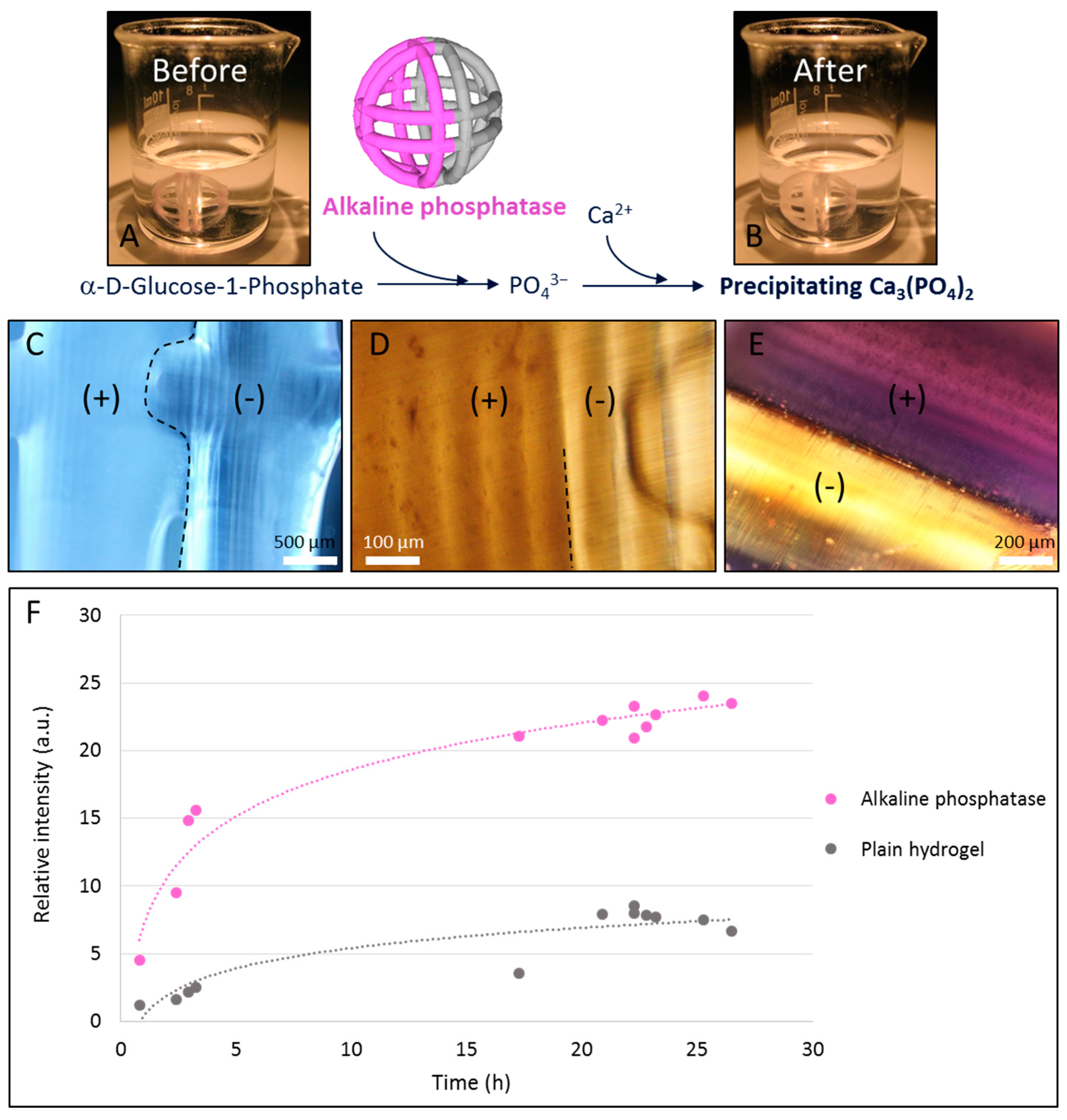 3D–4D Printed Objects: New Bioactive Material Opportunities 3D–4D Printed Objects: New Bioactive Material Opportunities