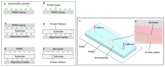 Methods of Micropatterning and Manipulation of Cells for Biomedical ...