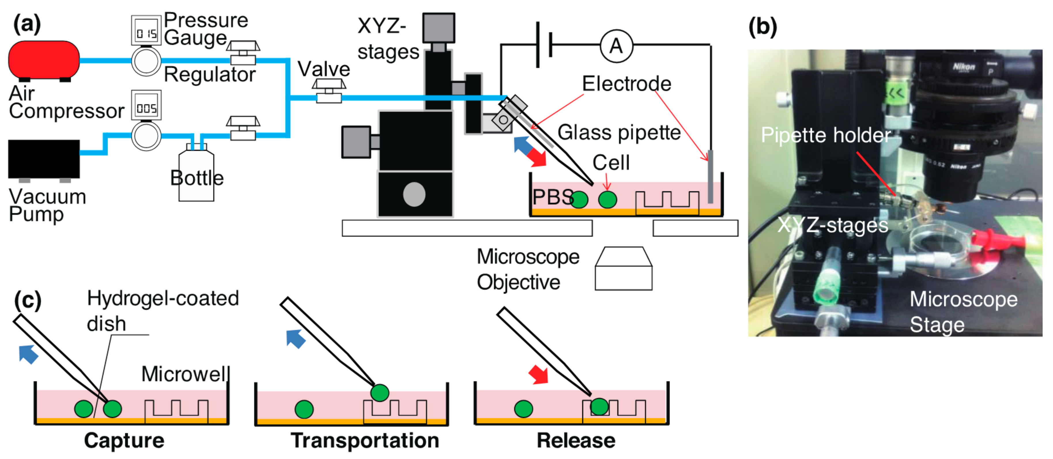 Pick-and-Place Operation of Single Cell Using Optical and Electrical ...