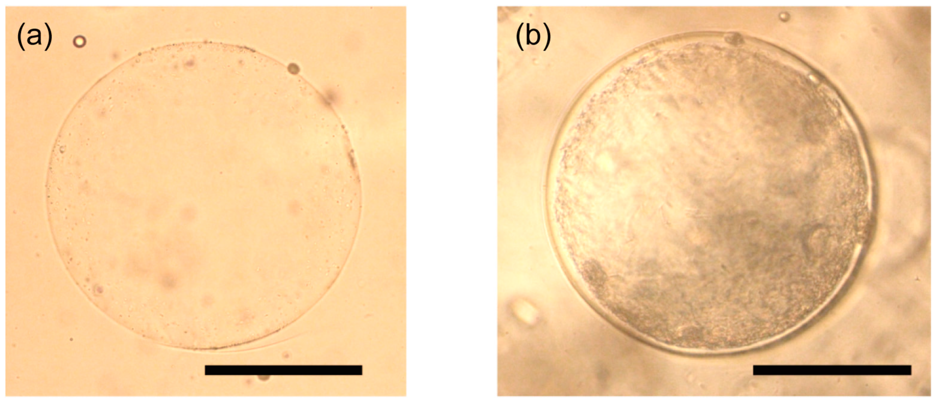 Hydrogel Fiber Cultivation Method for Forming Bacterial Cellulose ...