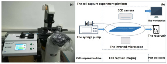 A Microfluidic Chip with Double-Slit Arrays for Enhanced Capture of ...