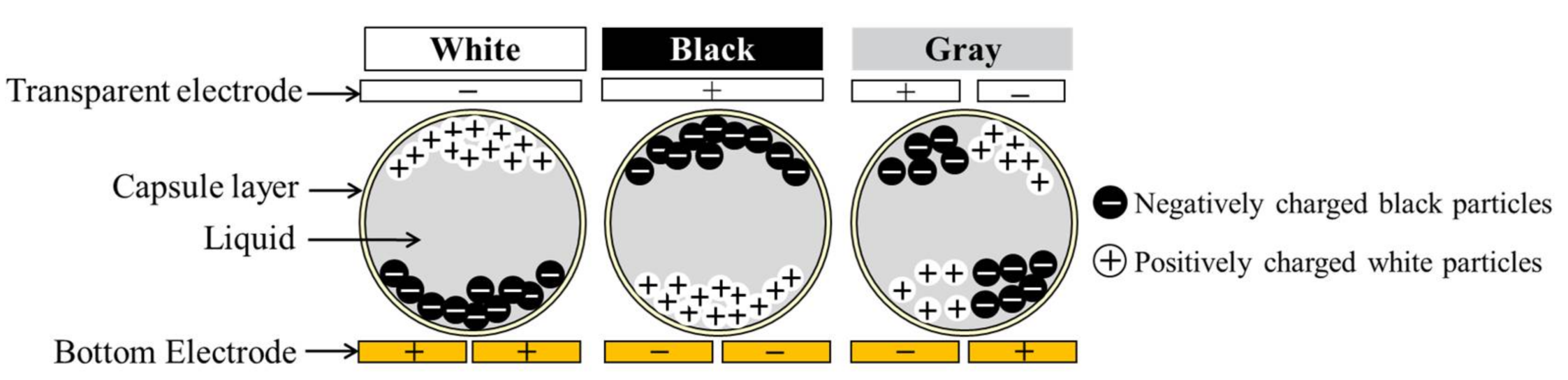 de nuevo Formación Continuamente electrophoretic display toma una foto ...