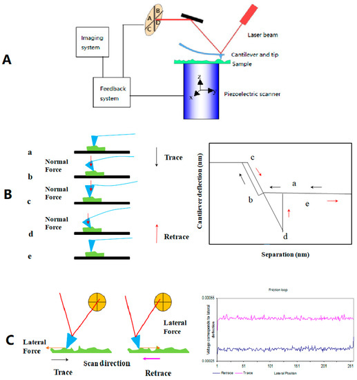 Friction Determination by Atomic Force Microscopy in Field of ...