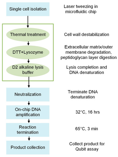 The Development of an Effective Bacterial Single-Cell Lysis Method ...