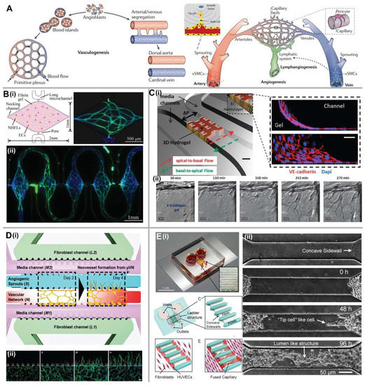 Microfluidic-Based 3D Engineered Microvascular Networks and Their ...